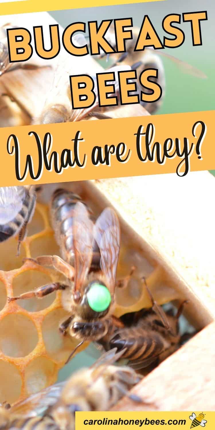 Buckfast Bees: A Good Hybrid? - Carolina Honeybees