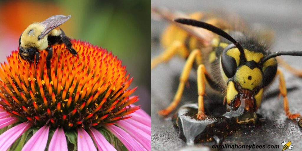 When do Bees Come Out? - Carolina Honeybees