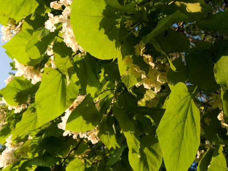 21 Trees for Bees to Plant & Protect - Carolina Honeybees