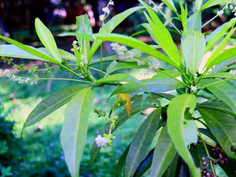 21 Trees for Bees to Plant & Protect - Carolina Honeybees