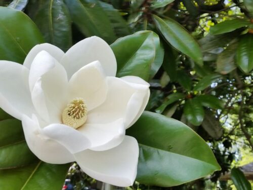 21 Trees for Bees to Plant & Protect - Carolina Honeybees