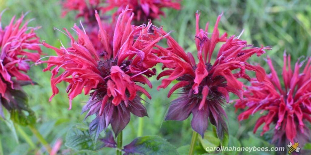 12 Bee Balm Companion Plants - Carolina Honeybees