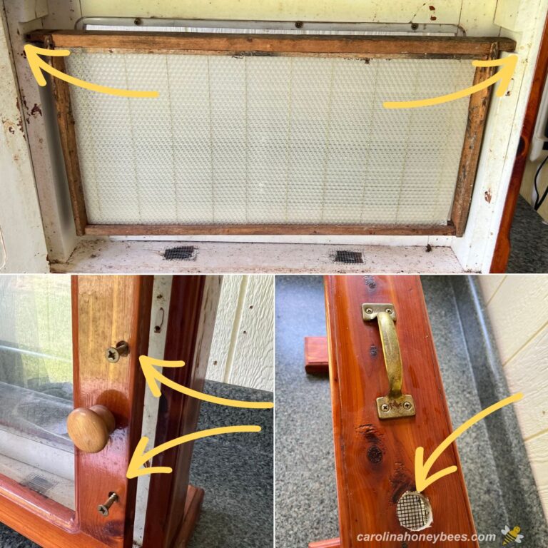 Honey Bee Observation Hives - Carolina Honeybees