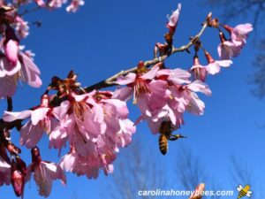 21 Trees for Bees to Plant & Protect - Carolina Honeybees