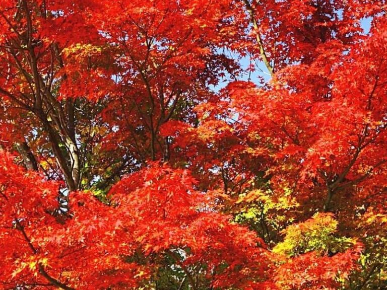 21 Trees for Bees to Plant & Protect - Carolina Honeybees