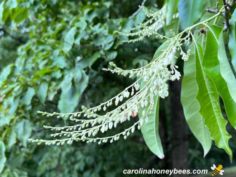 21 Trees for Bees to Plant & Protect - Carolina Honeybees