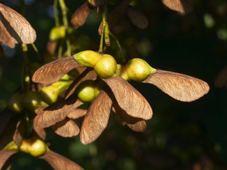 21 Trees for Bees to Plant & Protect - Carolina Honeybees