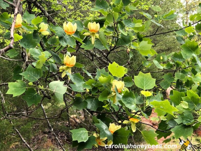 21 Trees for Bees to Plant & Protect - Carolina Honeybees