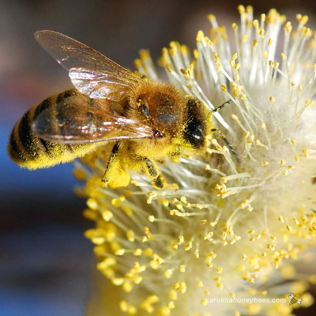 Beekeeping Blog - Carolina Honeybees