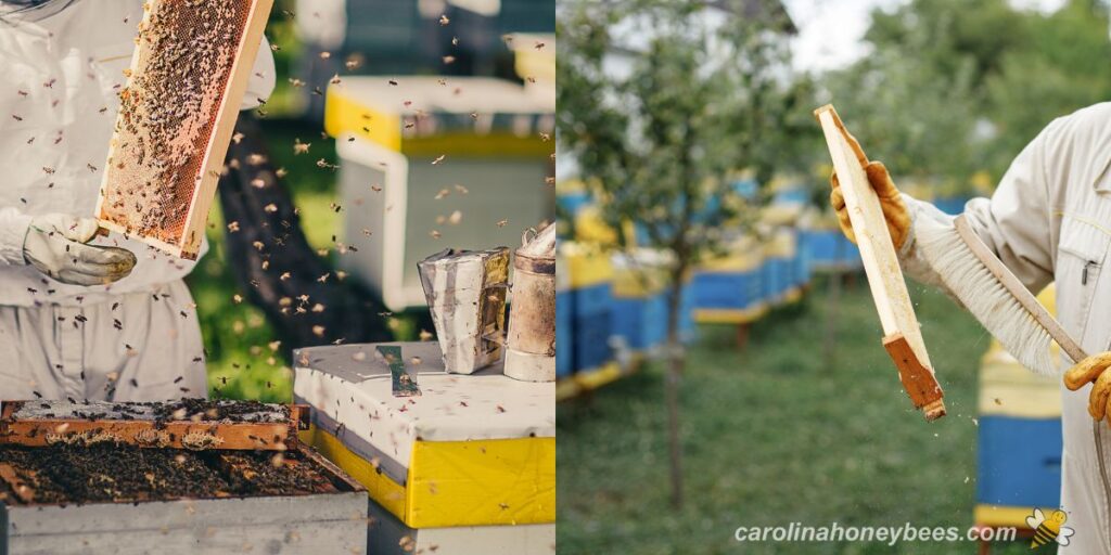Essential Beekeeping Equipment: Tools and Supplies- Carolina Honeybees