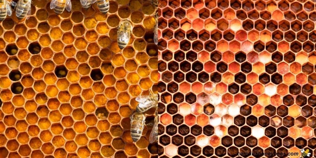 What do Bees do with Pollen? - Carolina Honeybees