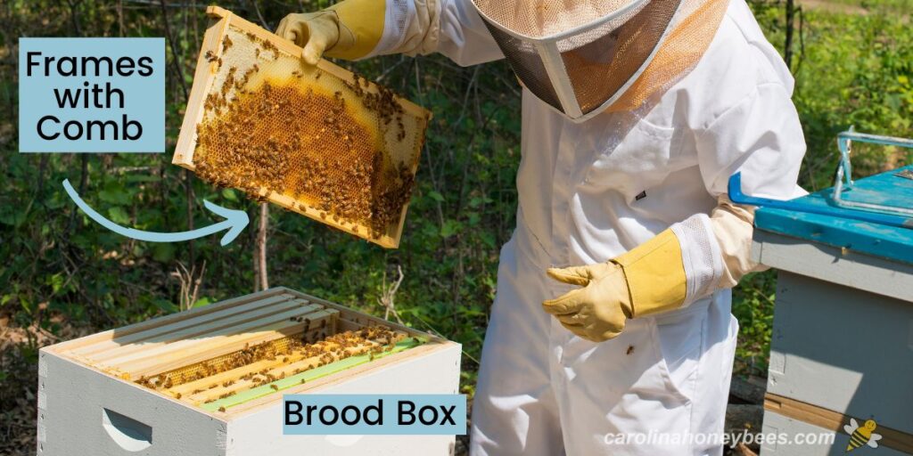 What is Inside a Beehive?- Carolina Honeybees