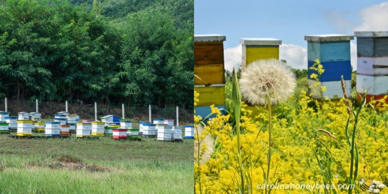 Robber Bees - How to Identify and Stop Them- Carolina Honeybees