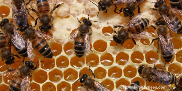 What is Inside a Beehive?- Carolina Honeybees