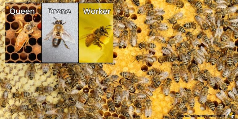 What is Inside a Beehive?- Carolina Honeybees