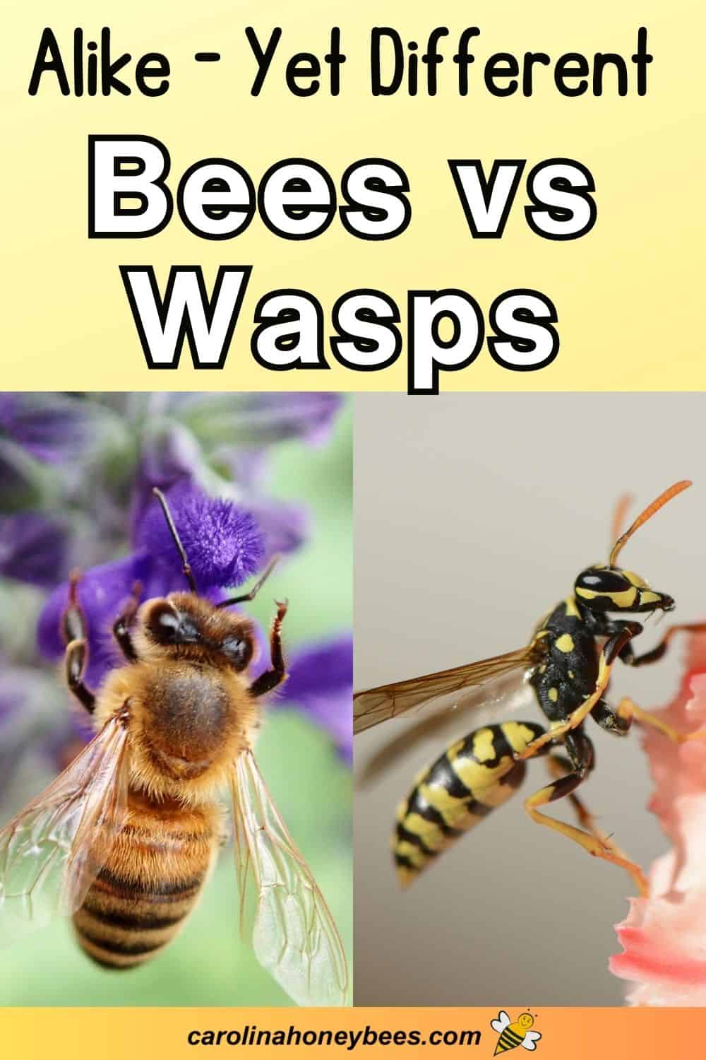 Unique Differences Between Bees and Wasps - Carolina Honeybees