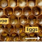 Inside a Beehive: the Secret World of Bees- Carolina Honeybees