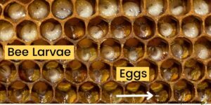 What is Inside a Beehive?- Carolina Honeybees