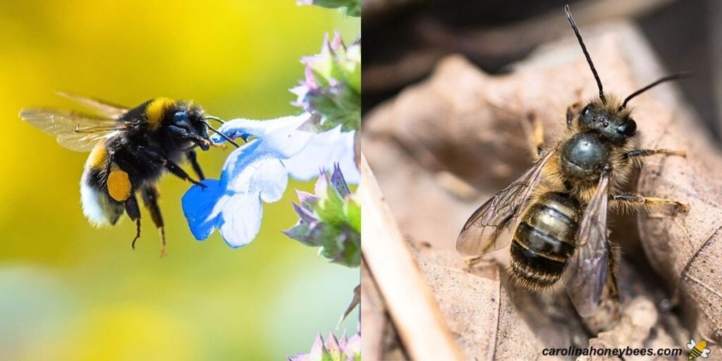 How Long do Bees Live?-A Guide to Honeybee Lifespan- Carolina Honeybees