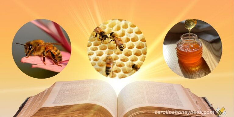 Bees in the Bible:Lessons in Humility & Service- Carolina Honeybees