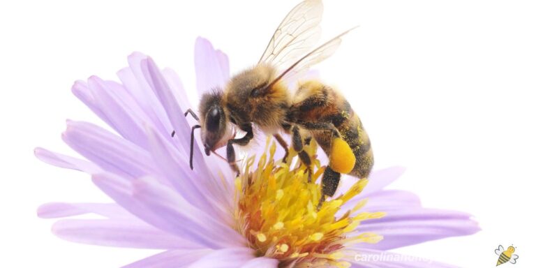 Bees in the Bible: Verses About Bees, Honey, and Meaning- Carolina ...