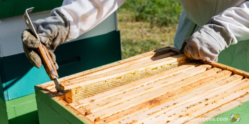 How to Inspect a Beehive- Carolina Honeybees