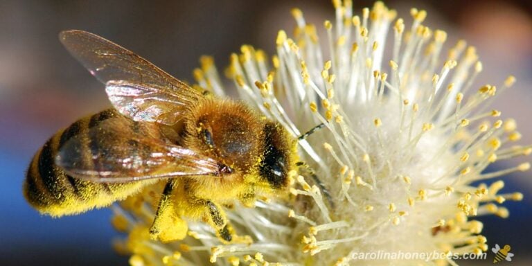 What do Bees do with Pollen? - Carolina Honeybees