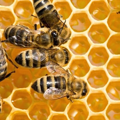 Inside a Beehive: the Secret World of Bees- Carolina Honeybees