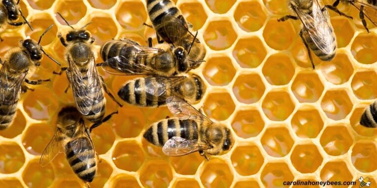 What is Inside a Beehive?- Carolina Honeybees