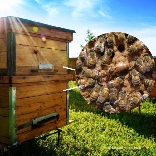 Beekeeping Blog - Carolina Honeybees
