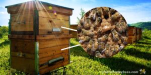 What is Inside a Beehive?- Carolina Honeybees