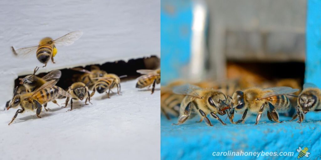 Robber Bees: How to Stop Honey Bee Robbing- Carolina Honeybees