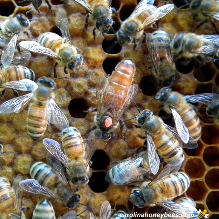 Inside a Beehive: the Secret World of Bees- Carolina Honeybees