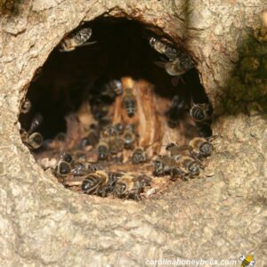 Inside a Beehive: the Secret World of Bees- Carolina Honeybees