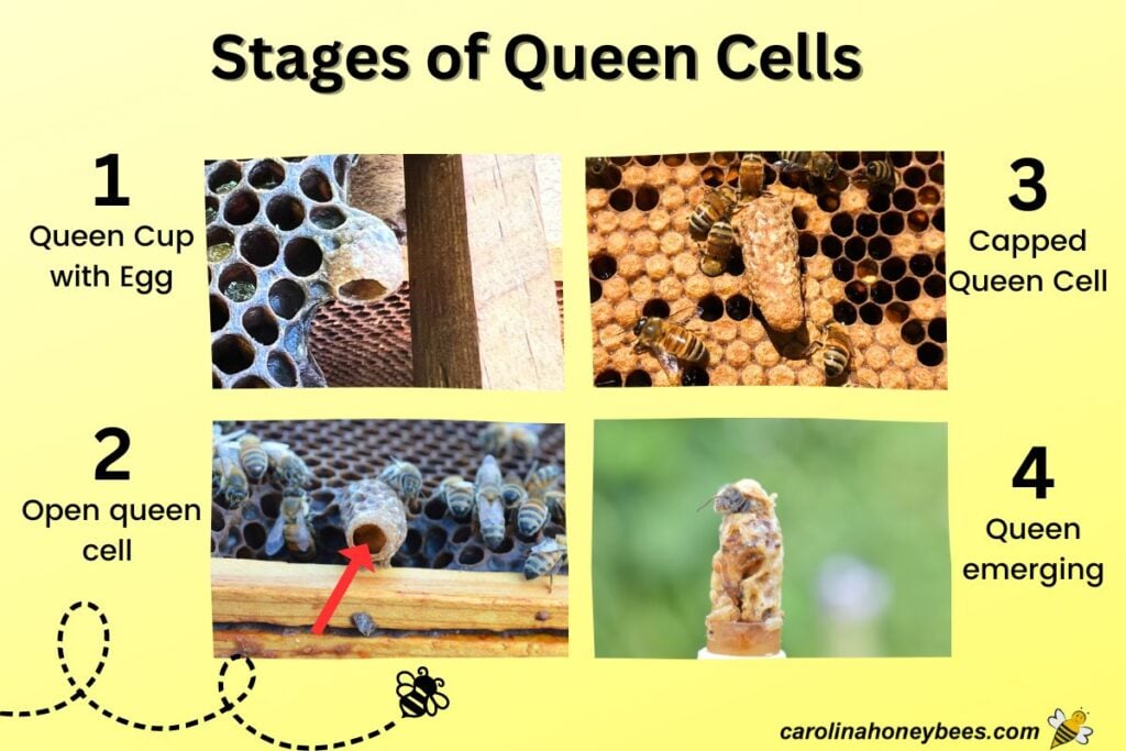 Queen Cells in the Beehive: Why They Happen- Carolina Honeybees
