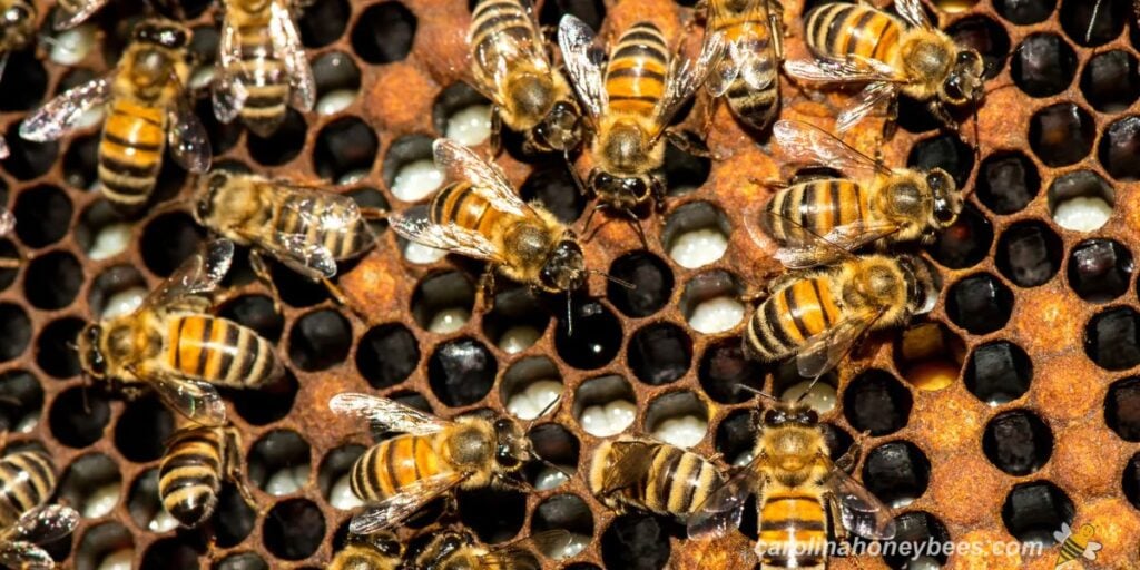 What do Bees Eat? Understand the Diet of Bees🐝 - Carolina Honeybees
