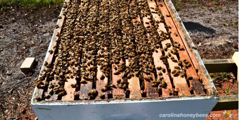 Reversing Hive Bodies in Beekeeping- Carolina Honeybees