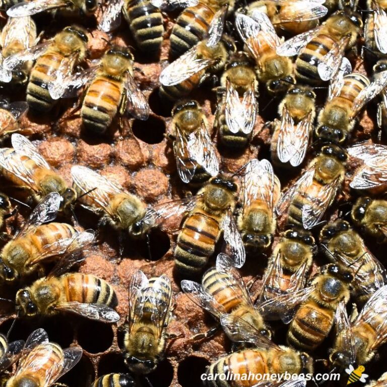 Reversing Hive Bodies in Beekeeping- Carolina Honeybees