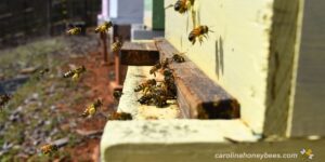 How to Split a Beehive: A Step-by-Step- Carolina Honeybees