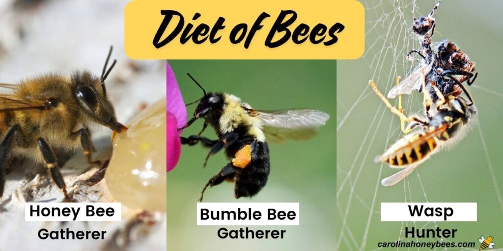 What do Bees Eat? Understand the Diet of Bees🐝 - Carolina Honeybees
