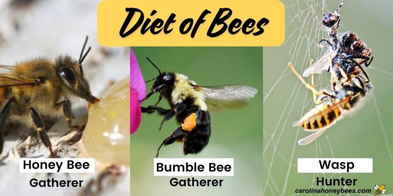 What do Bees Eat? Understand the Diet of Bees🐝 - Carolina Honeybees