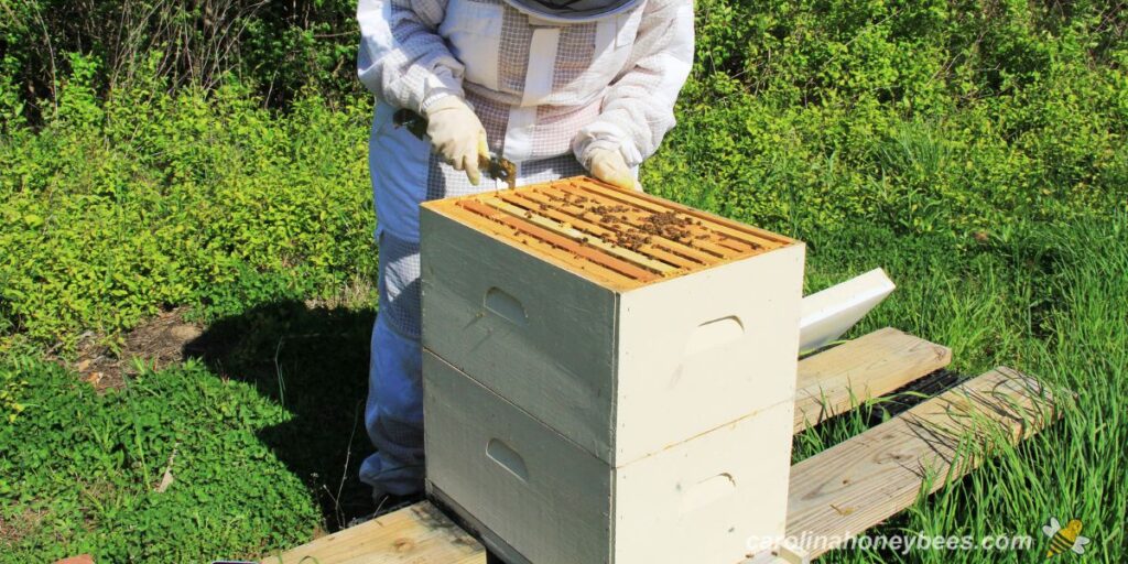 Reversing Hive Bodies in Beekeeping- Carolina Honeybees