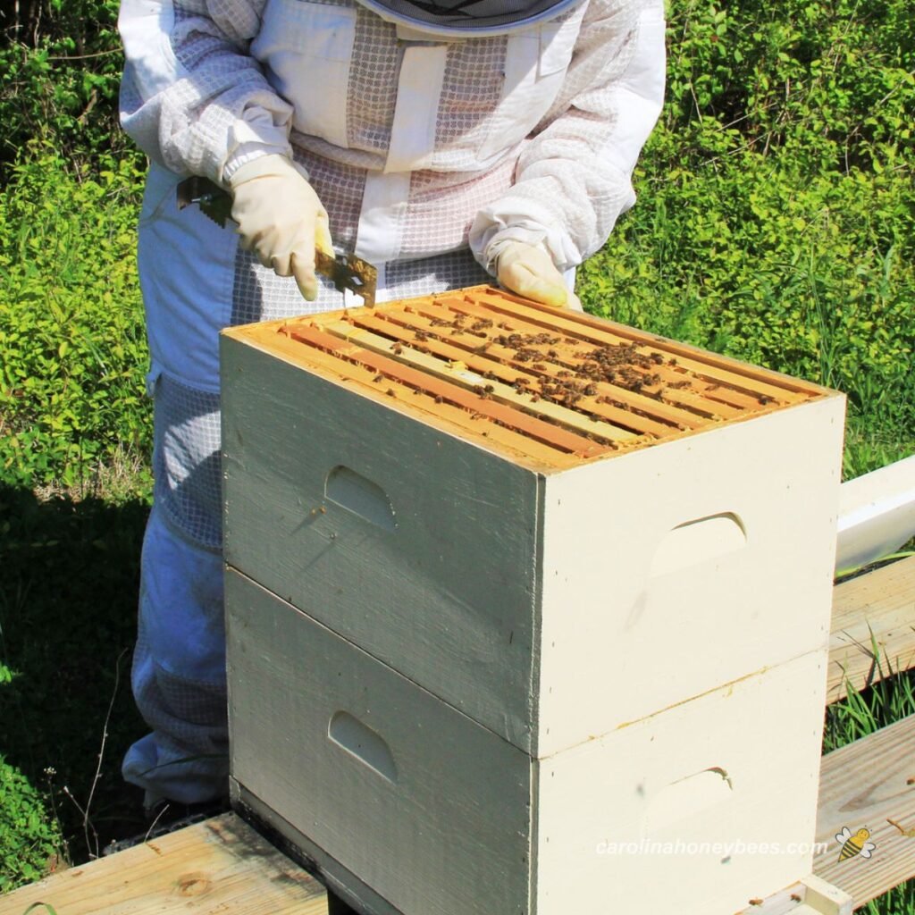 Beekeeping Blog - Carolina Honeybees