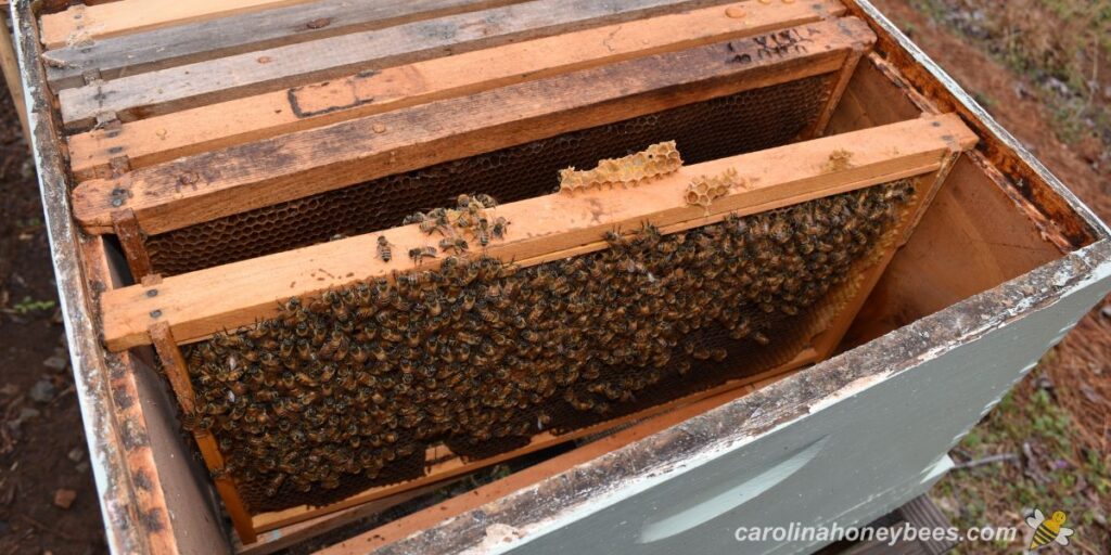 How to Split a Beehive: A Step-by-Step- Carolina Honeybees