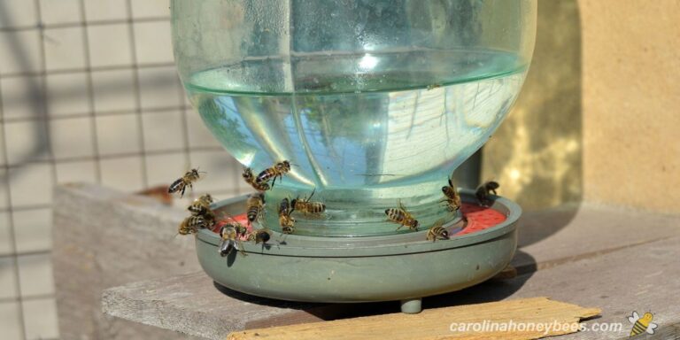 How to Keep Beehives Cooler in the Heat- Carolina Honeybees