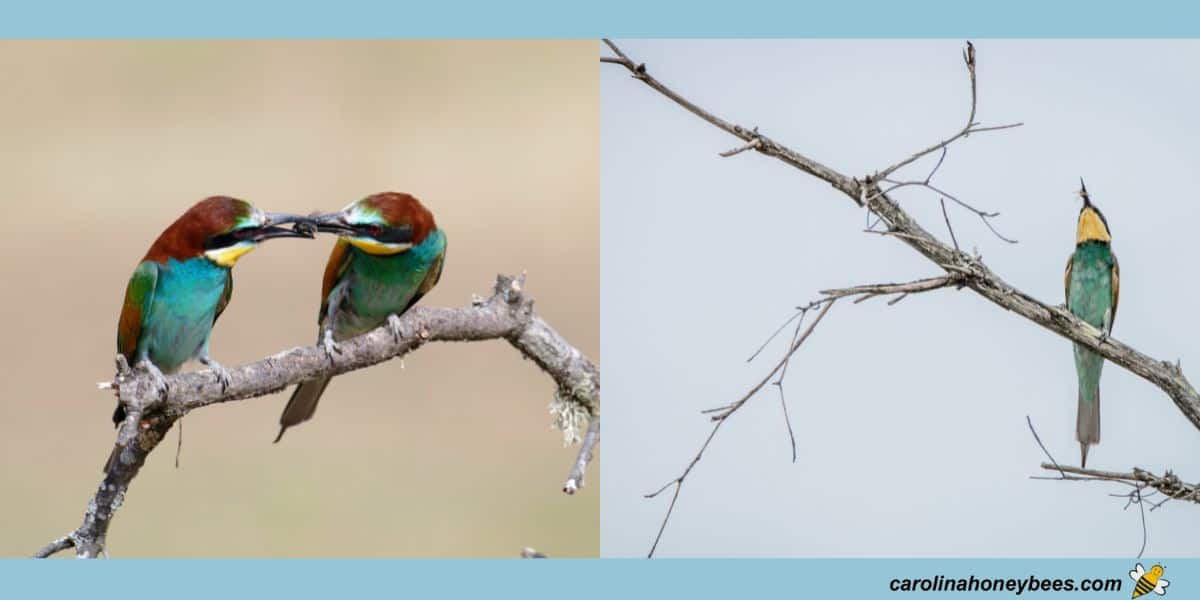 Unveiling the Appetites of Birds that Eat Bees - Carolina Honeybees