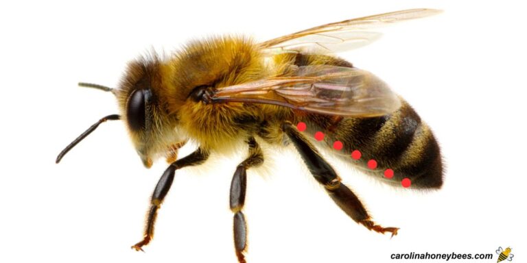 Do Bees Have Lungs? How Bees Breathe- Carolina Honeybees
