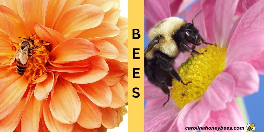 21 Common Bee Questions & Answers- Carolina Honeybees
