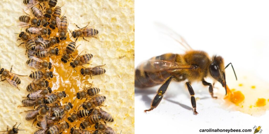 Nosema Disease in Honey Bees: Beekeeper's Guide- Carolina Honeybees