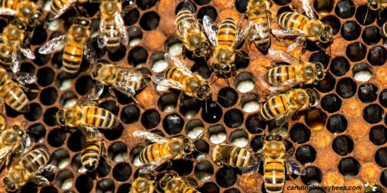 Fat Bees: Winter Bees in the Hive- Carolina Honeybees